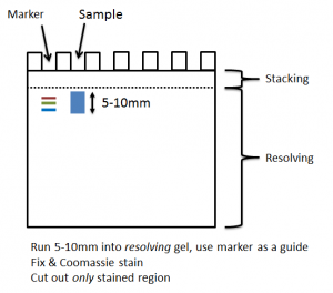 Cutting Gels | UT Southwestern Proteomics Core